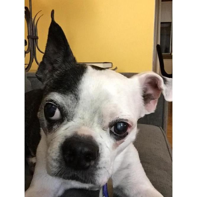 The life of a Classic Pooch · The Classic Pooch