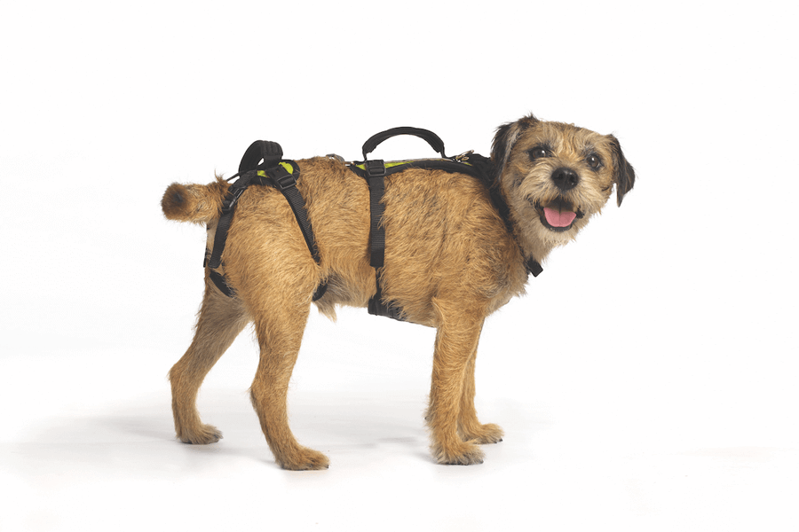 Help'em Up Harness · The Classic Pooch