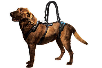 Loop Handles for the Help'Em Up Harness · The Classic Pooch